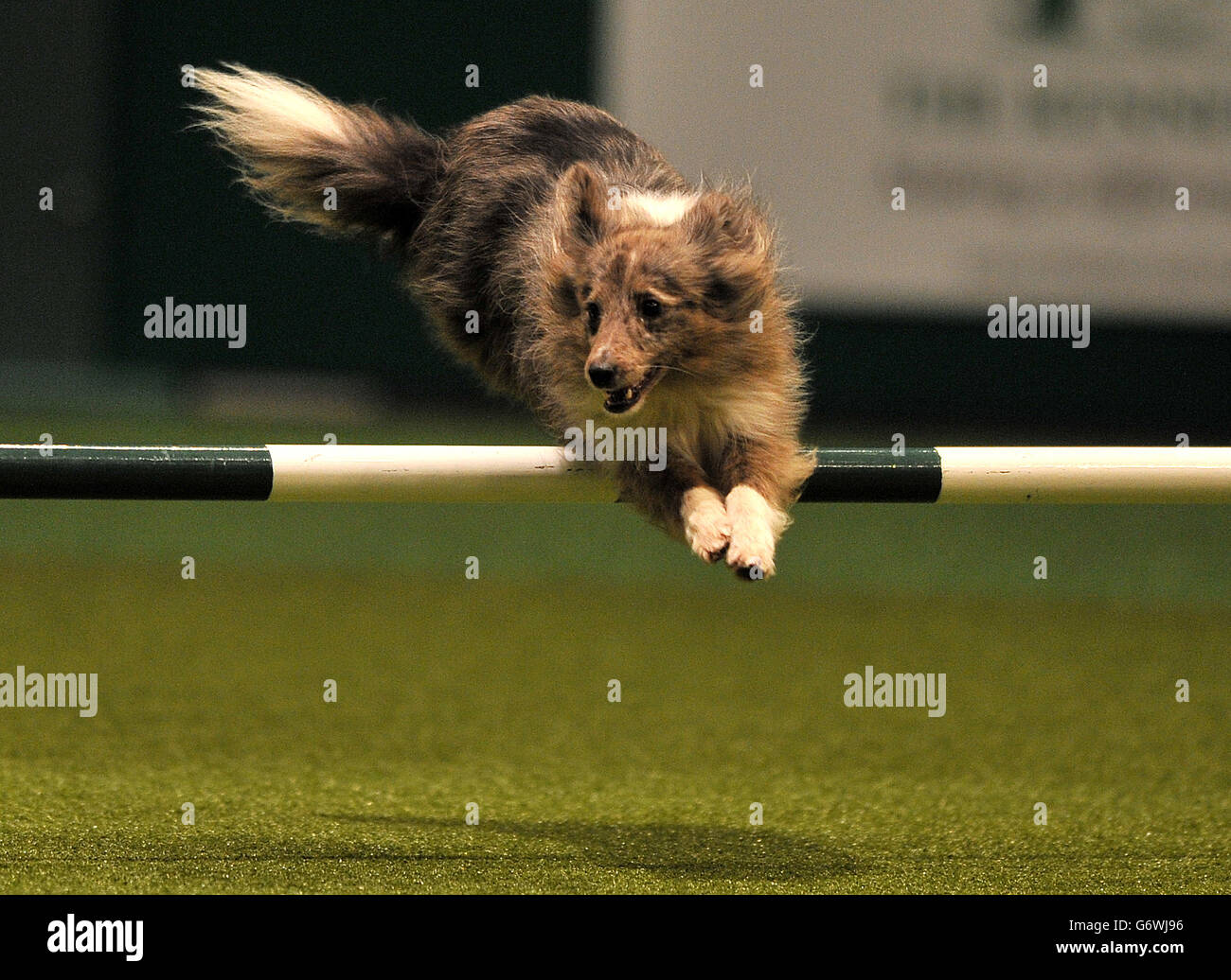 Crufts 2014. A dog leaps the final hurdle in the Agility Championships ...
