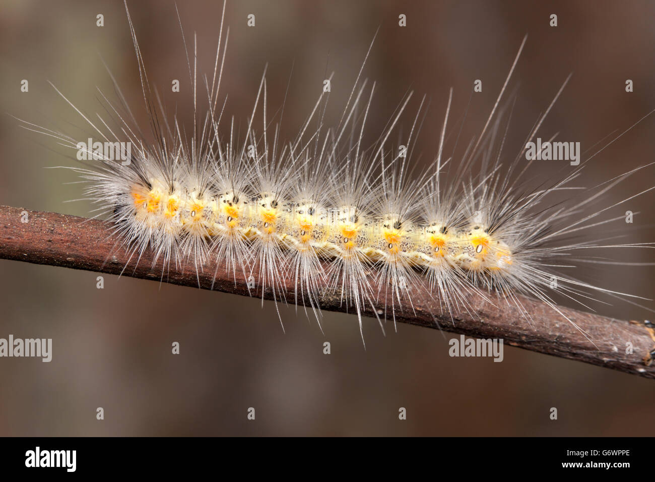 A Fall Webworm Moth (Hyphantria cunea) caterpillar (larva) perches on a ...