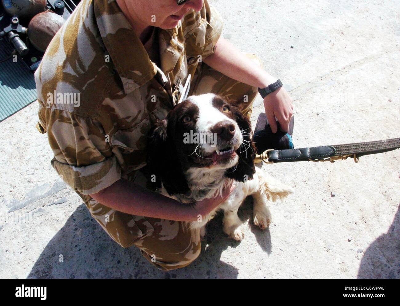 English springer spaniel royal veterinary corps hi-res stock ...