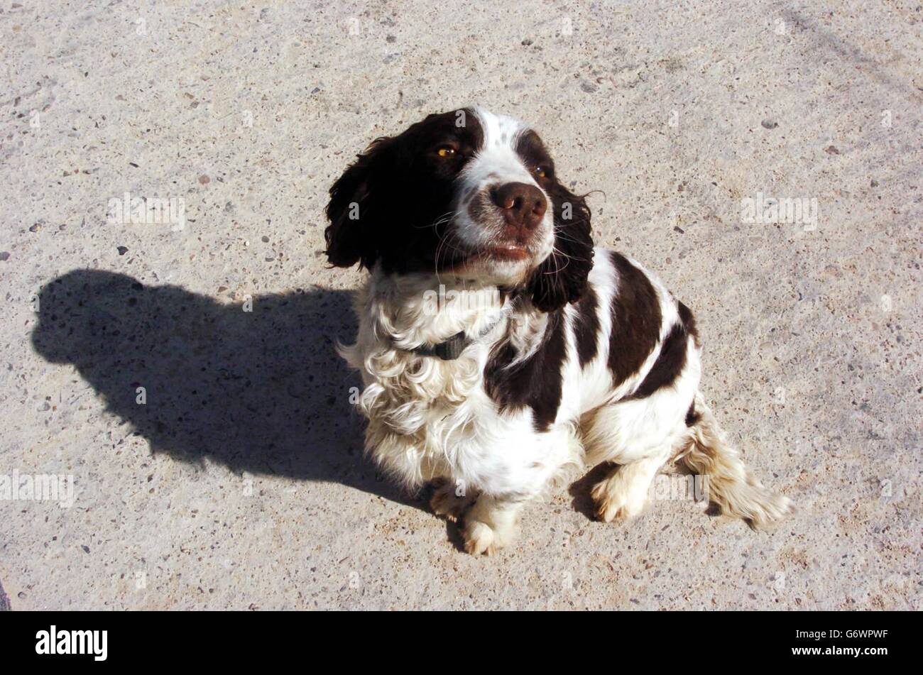 Blaze, an English Springer Spaniel of the Royal Veterinary Corps ...