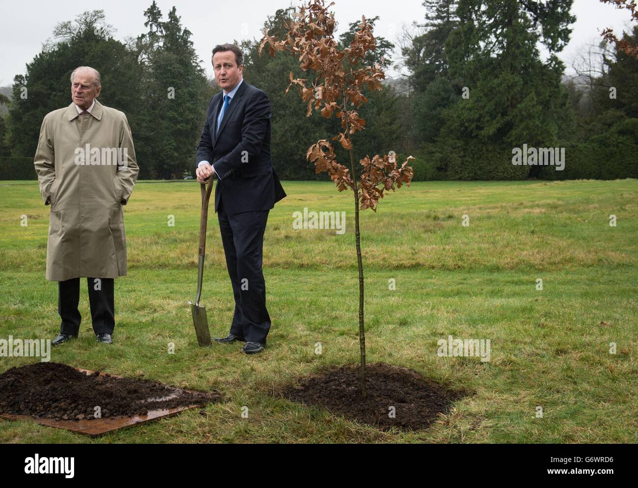 The Duke of Edinburgh plants an oak tree at Chequers today where he and ...