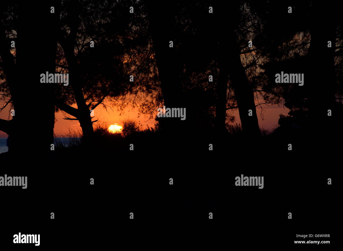 Sun going down slowly in sea in summer time seen from dark forest Stock ...