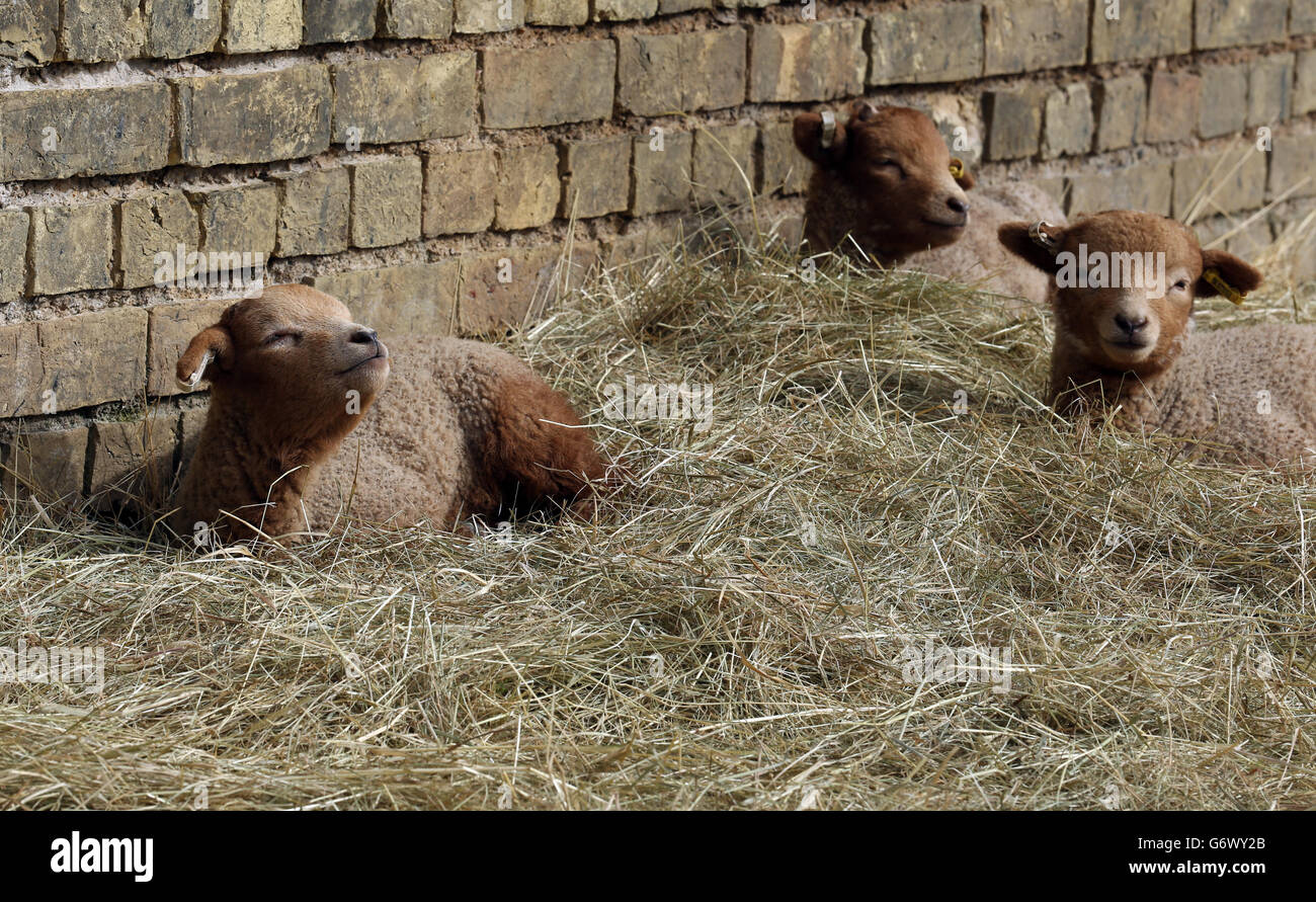 Rare breed newborn Portland lambs soak up the early spring sunshine at ...