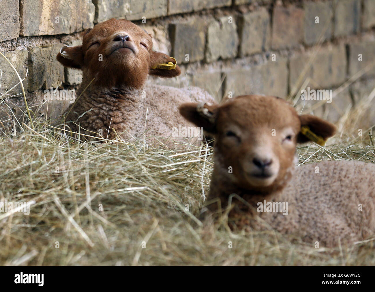 Rare breed newborn Portland lambs soak up the early spring sunshine at ...