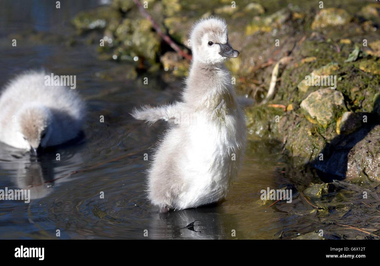 Australian black swan cygnets at the Washington Wetland Centre, Tyne ...