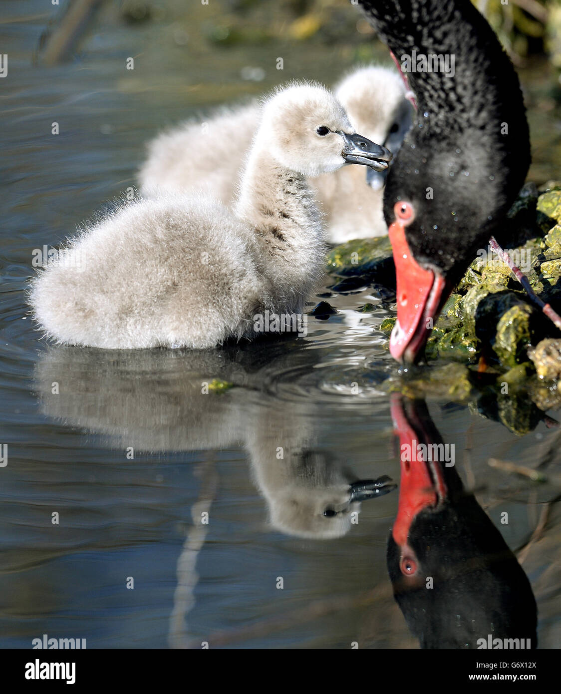 Australian black swan hi-res stock photography and images - Alamy
