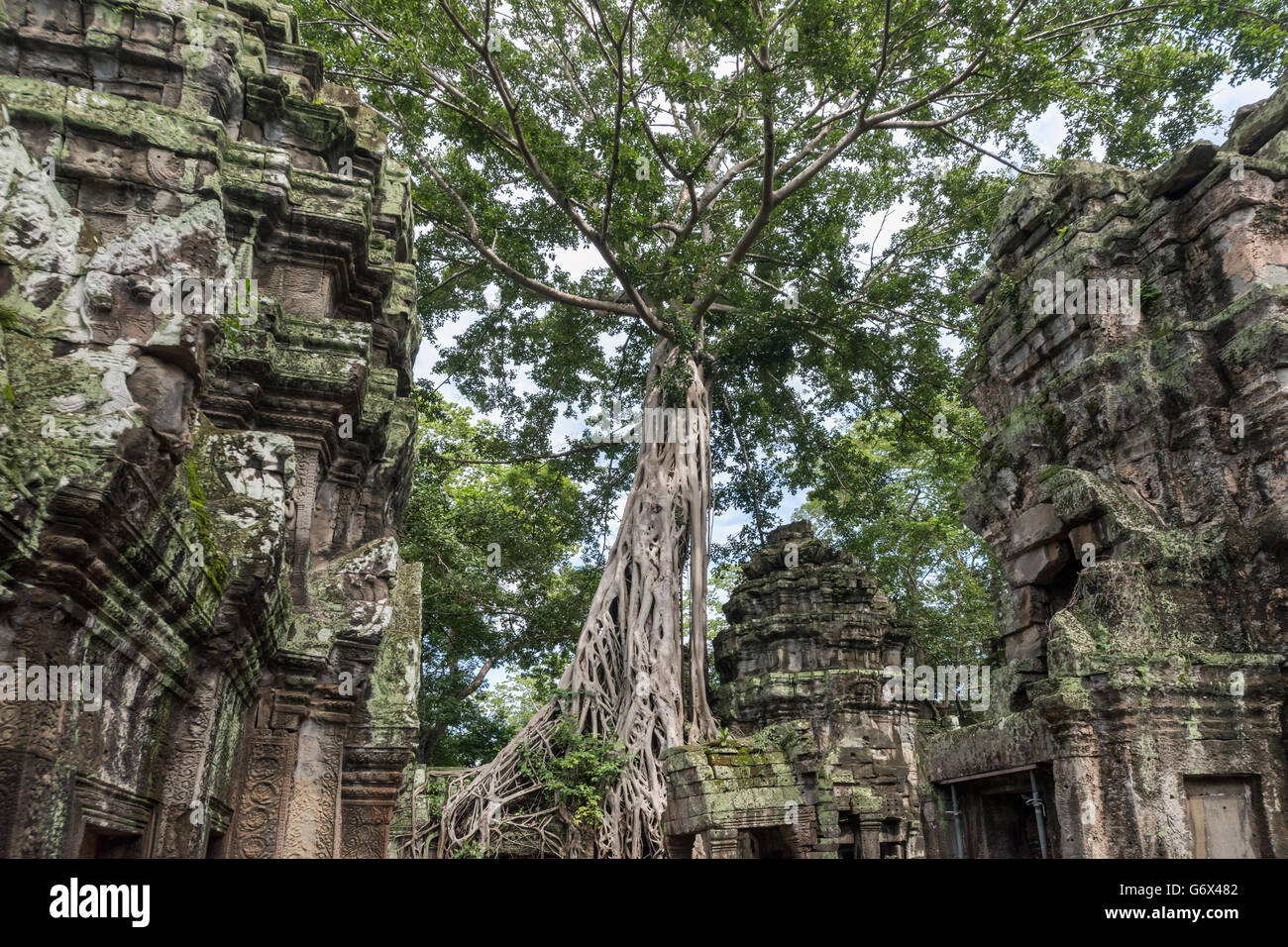 Giant strangler ficus tree (Ficus gibbosa) on the walls of Ta Prohm ...