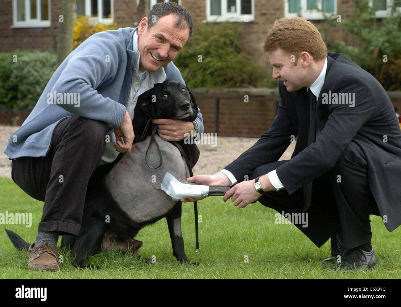 Koff a black labrador after surgery Stock Photo - Alamy
