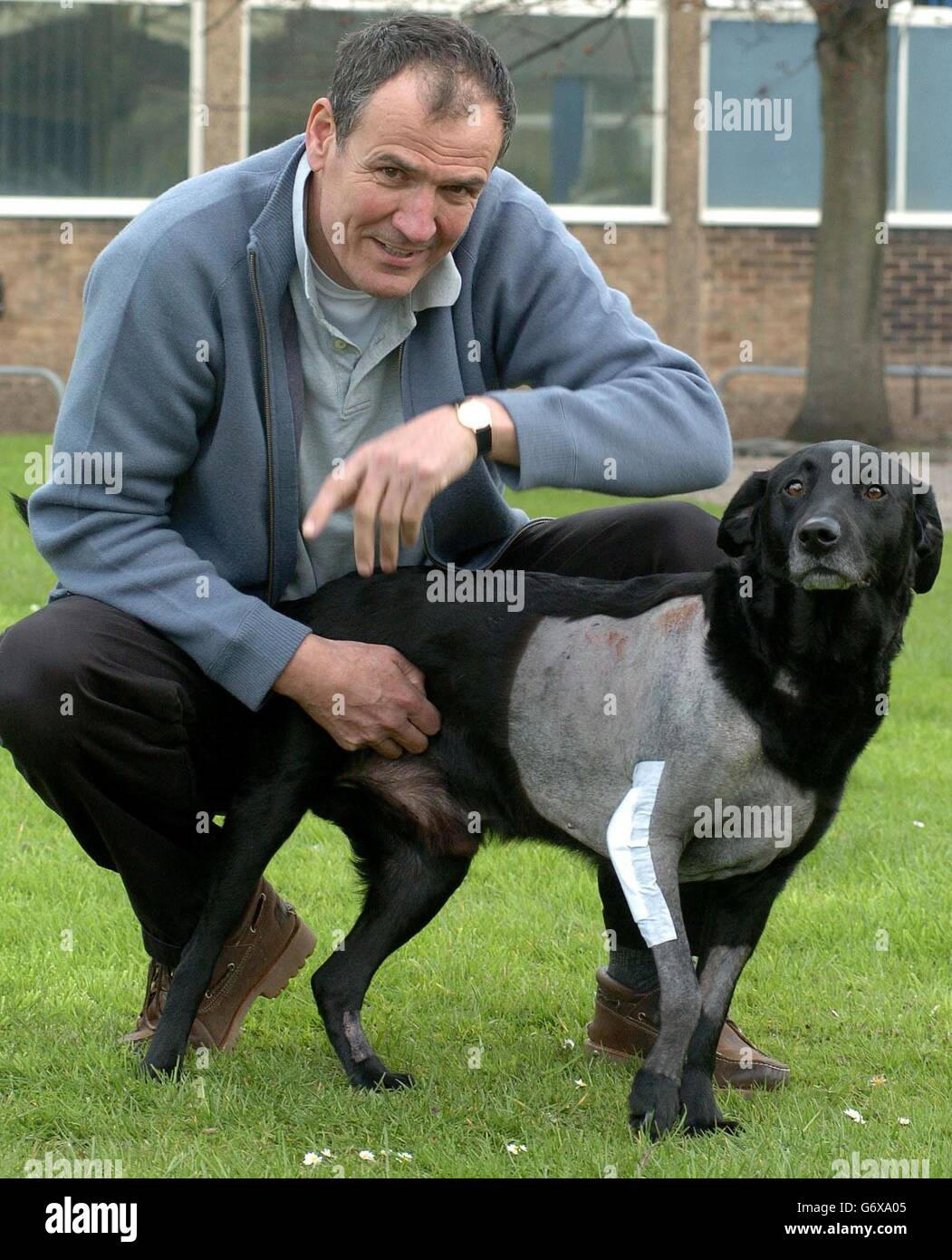 Koff a black labrador after surgery Stock Photo - Alamy