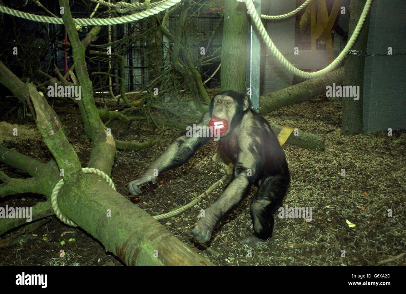 A chimp enjoying its new home, the brand new 'Chimpnasium' at Whipsnade ...
