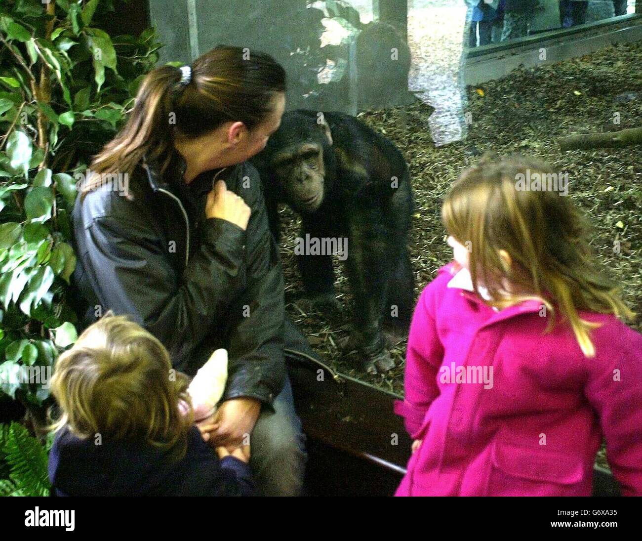 A family get up-close to a chimp enjoying its new home, the brand new ...