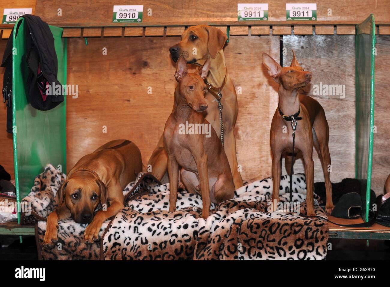 (left to right) Rhodesian Ridgebacks Tanya and Terry and Cirnechi Dell ...