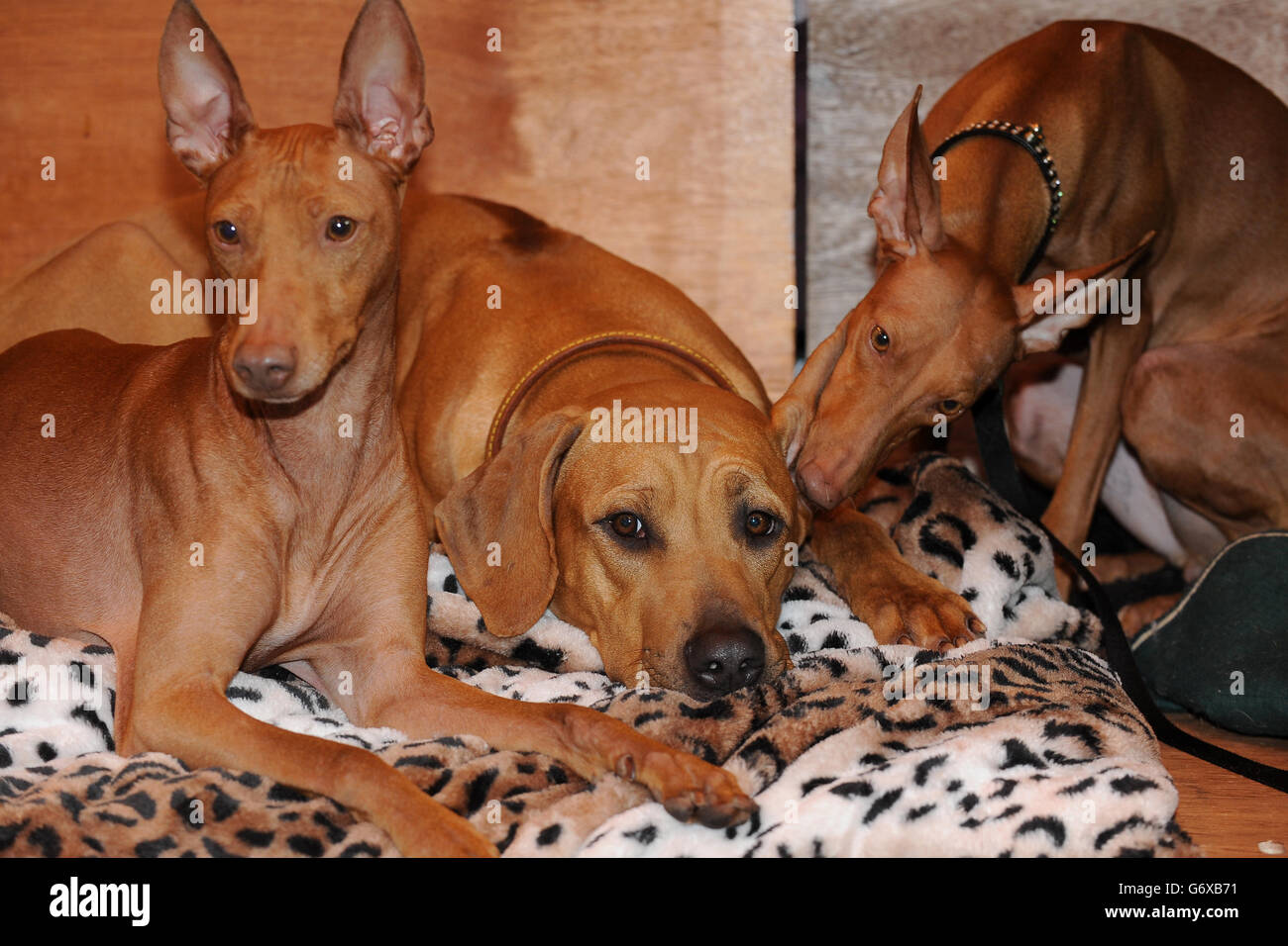 Cirnechi Dell'etna Remo (left) and Pura (right) from Devon relax in ...