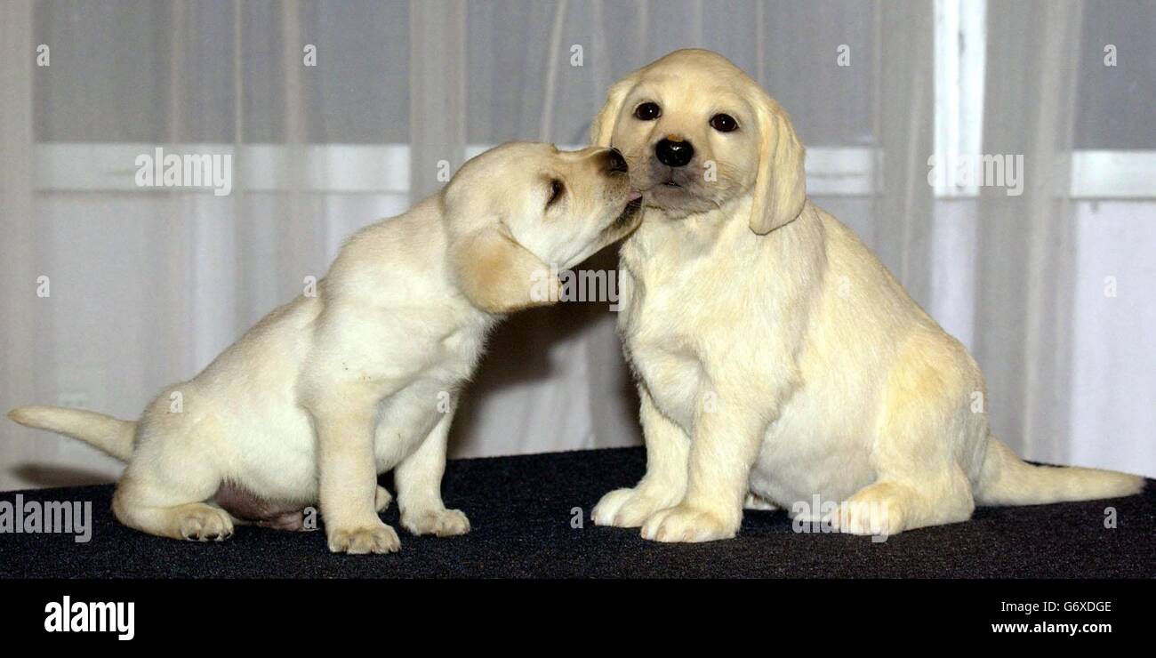 The Andrex Puppy (left) meets his waxwork double during a photocall at ...
