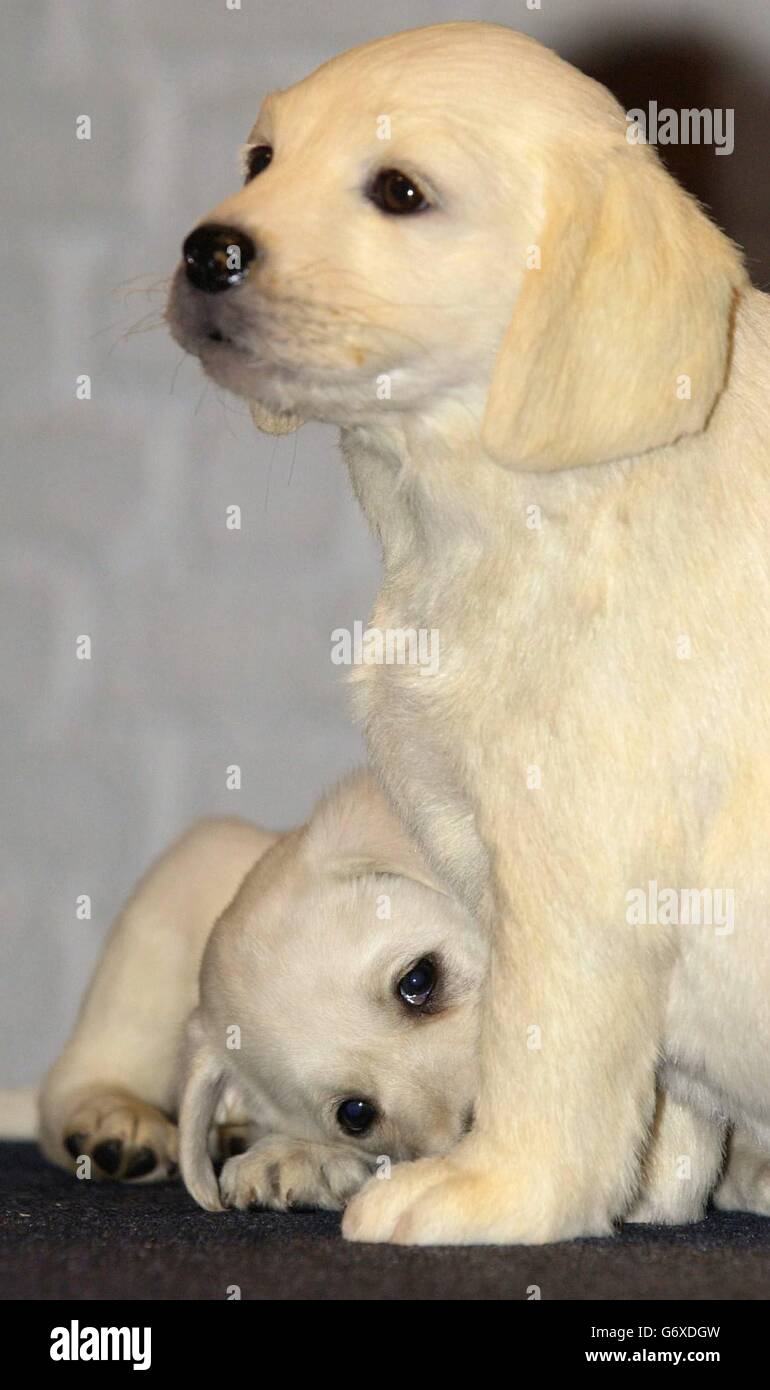 The Andrex Puppy (left) meets his waxwork double during a photocall at ...