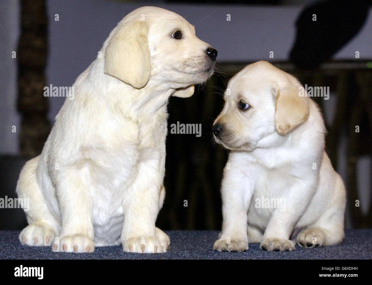 The Andrex Puppy (right) meets his waxwork double during a photocall at ...