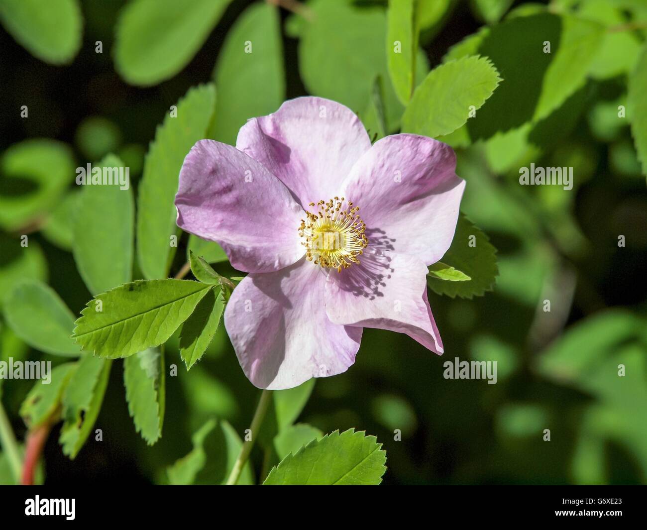 Wild Clematis Flower Stock Photo - Alamy