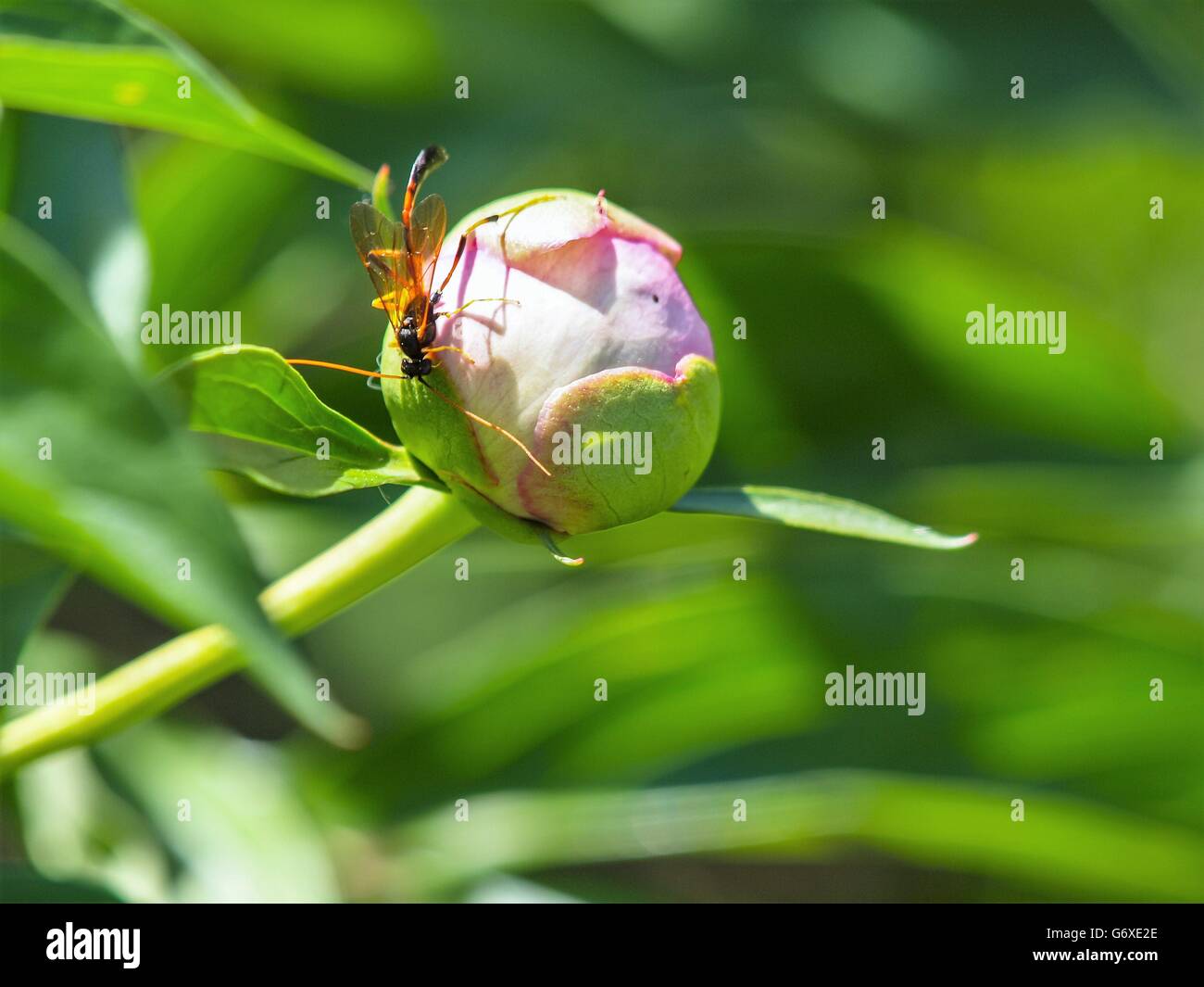 Peony buds with parasitic wasp In Spring Stock Photo - Alamy