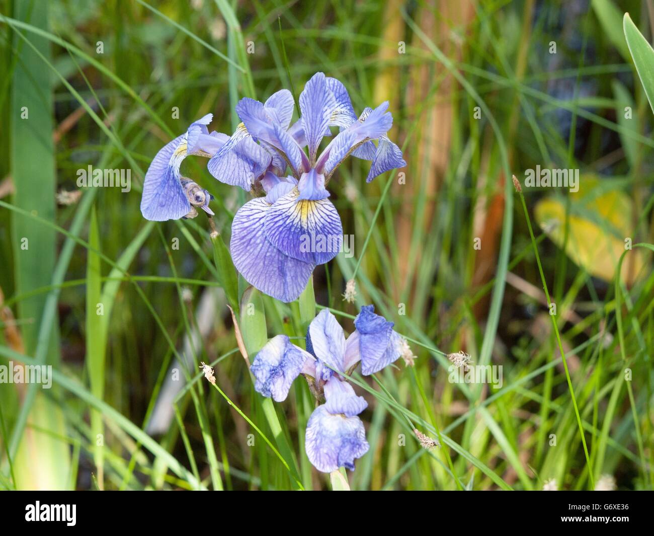 Wild Iris Flowers In Wetlands Stock Photo - Alamy