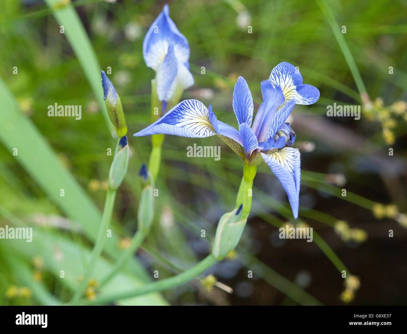 Wild iris flower Stock Photo - Alamy