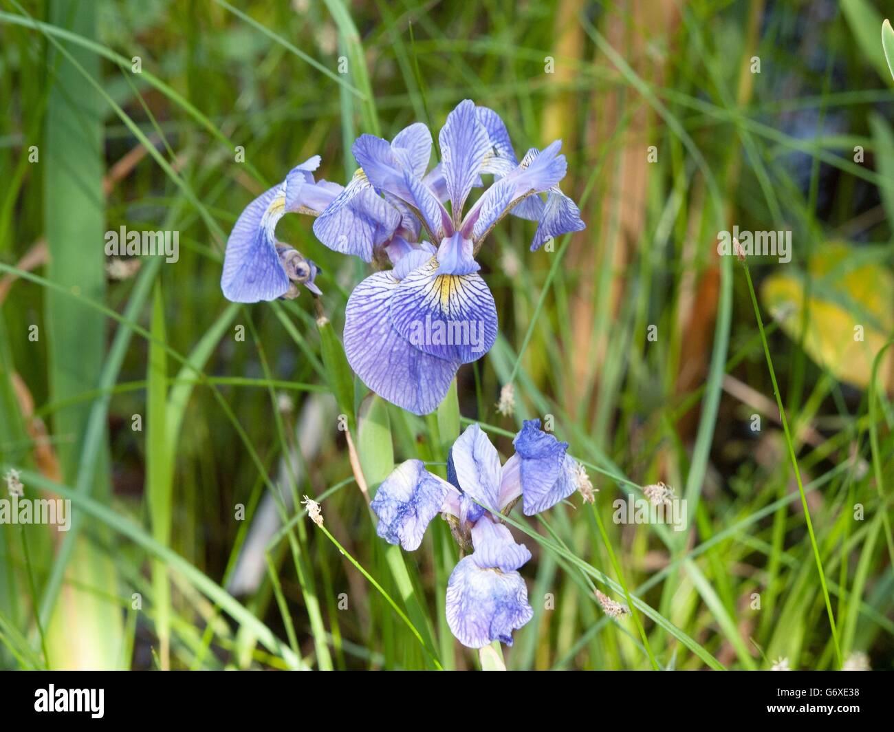 Wild iris flowers hi-res stock photography and images - Alamy
