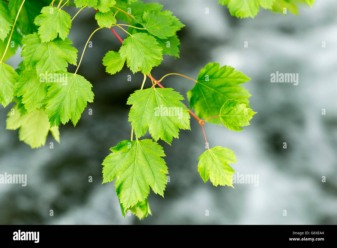 Branch hanging over water hi-res stock photography and images - Alamy