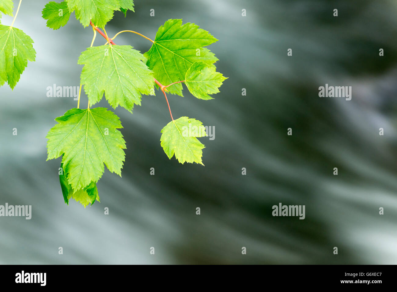 Maple tree branch hanging over a stream in Oregon's Wallowa Valley ...