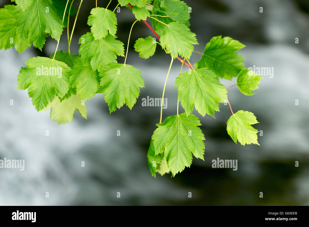 Maple tree branch hanging over a stream in Oregon's Wallowa Valley ...