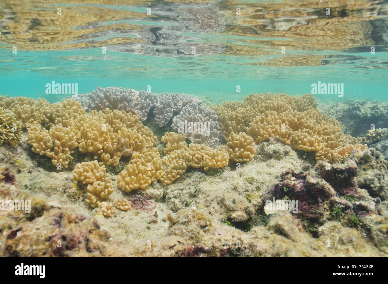Sea rocky bottom in shallow hi-res stock photography and images - Alamy
