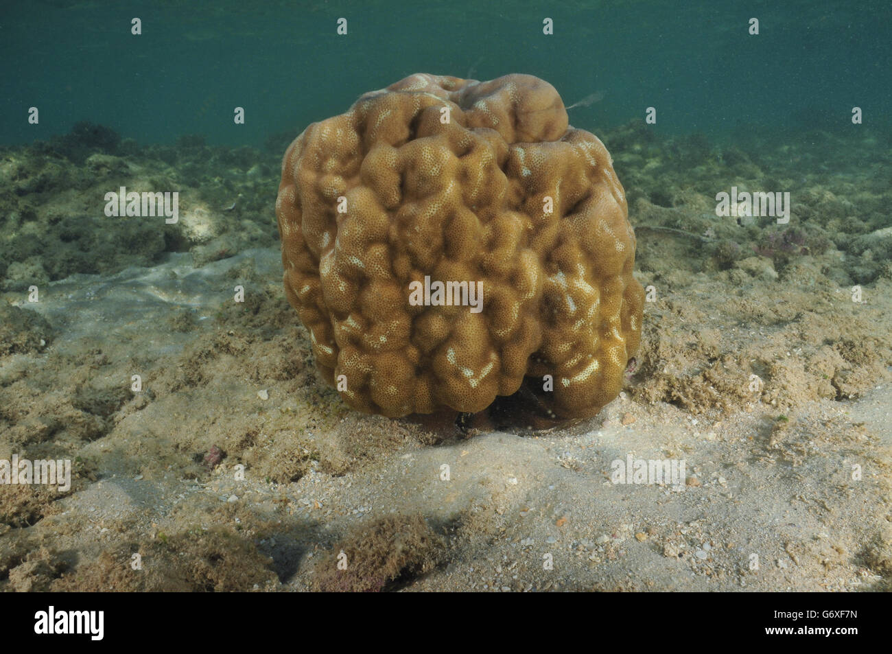 Dense coral hi-res stock photography and images - Alamy