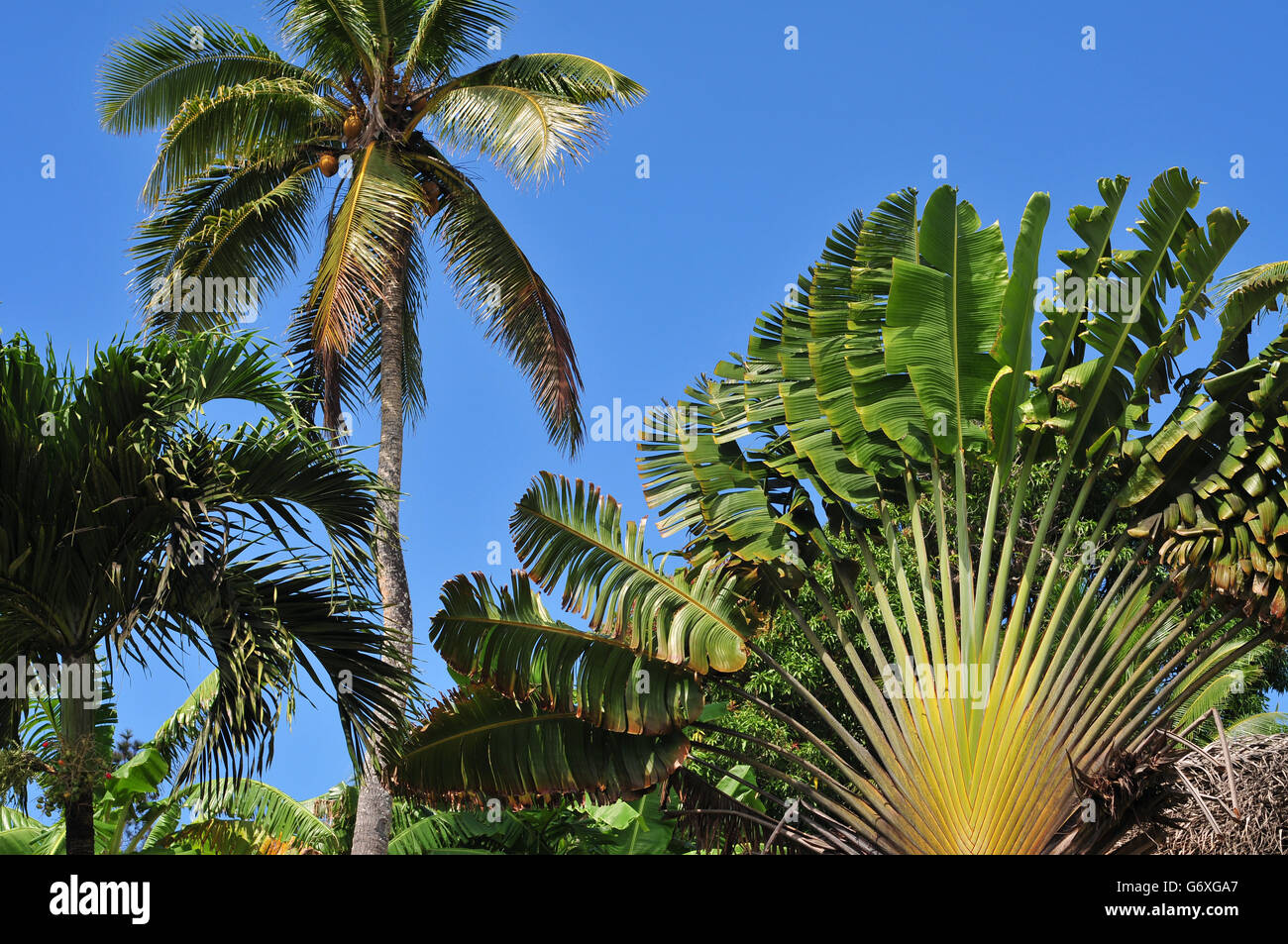 Archipelago flora hi-res stock photography and images - Alamy