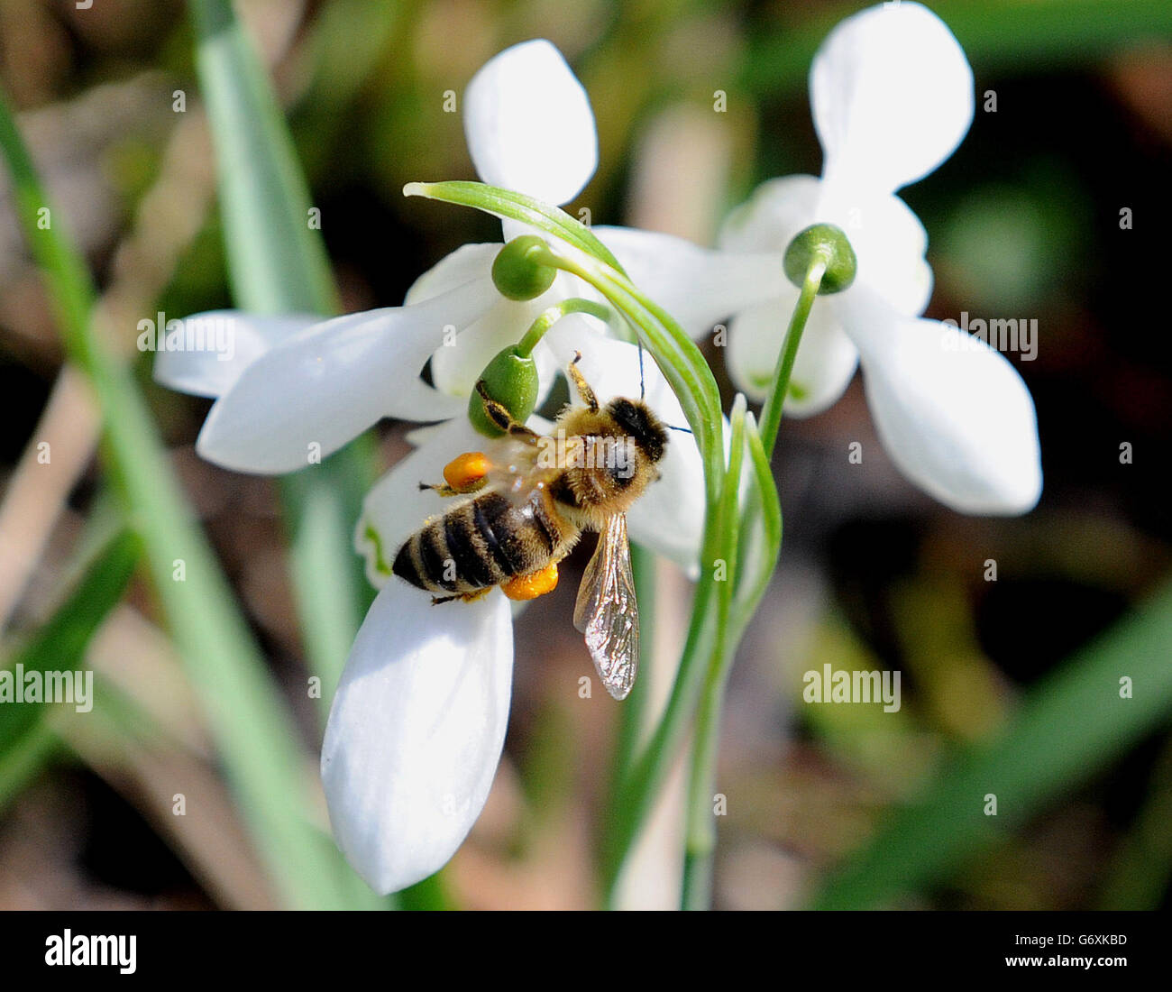 Bee collects hi-res stock photography and images - Alamy