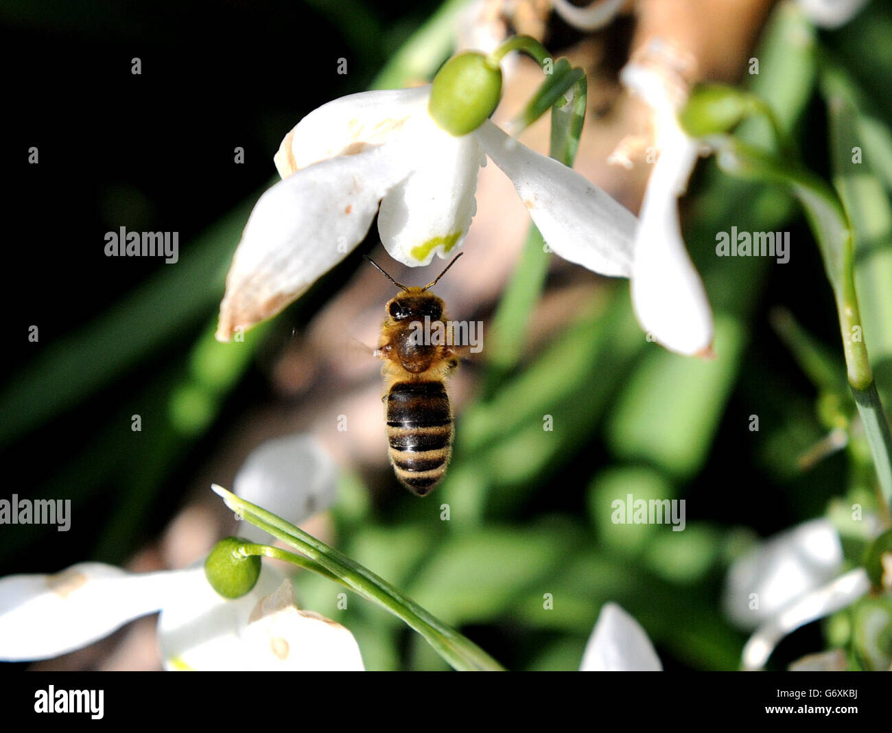 A honey bee collects pollen from snowdrops during warmer weather in ...