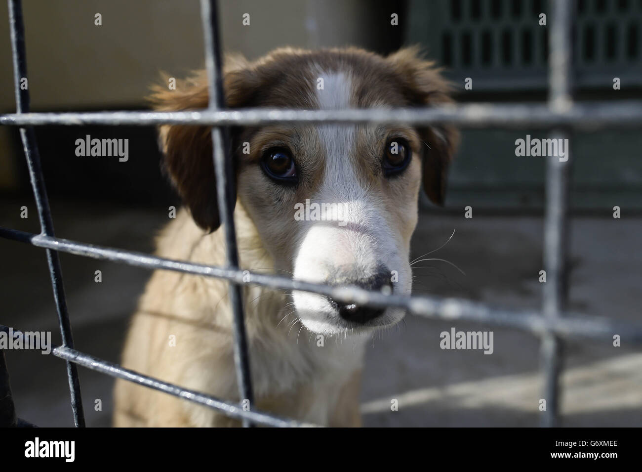 Afghanistan Nowzad Dogs charity Stock Photo - Alamy