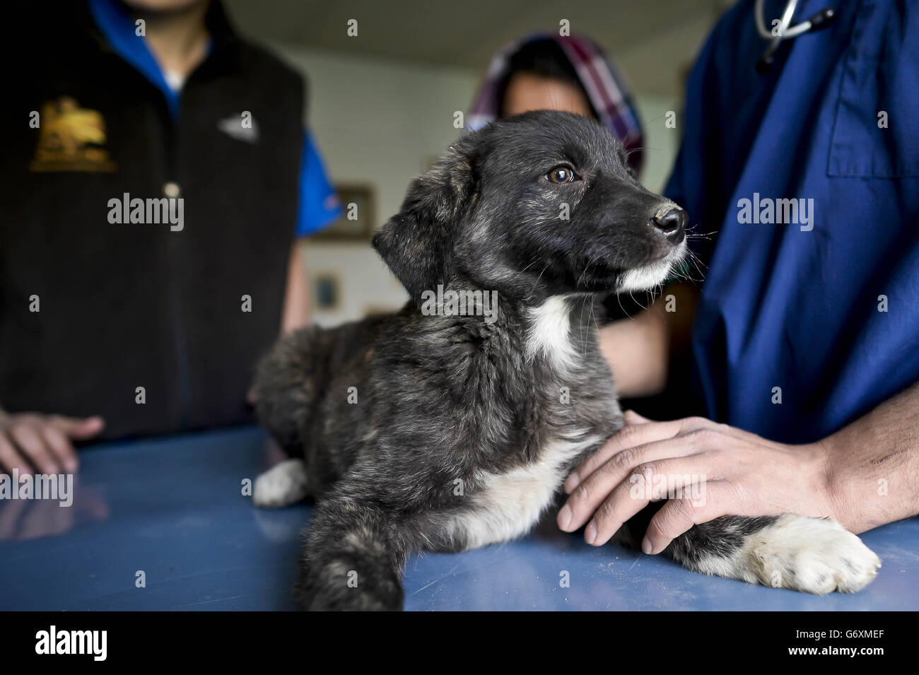 Pen farthing dogs hi-res stock photography and images - Alamy