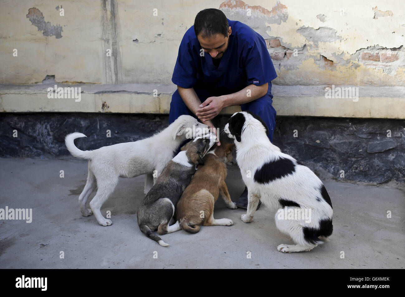 Afghanistan Nowzad Dogs charity Stock Photo - Alamy
