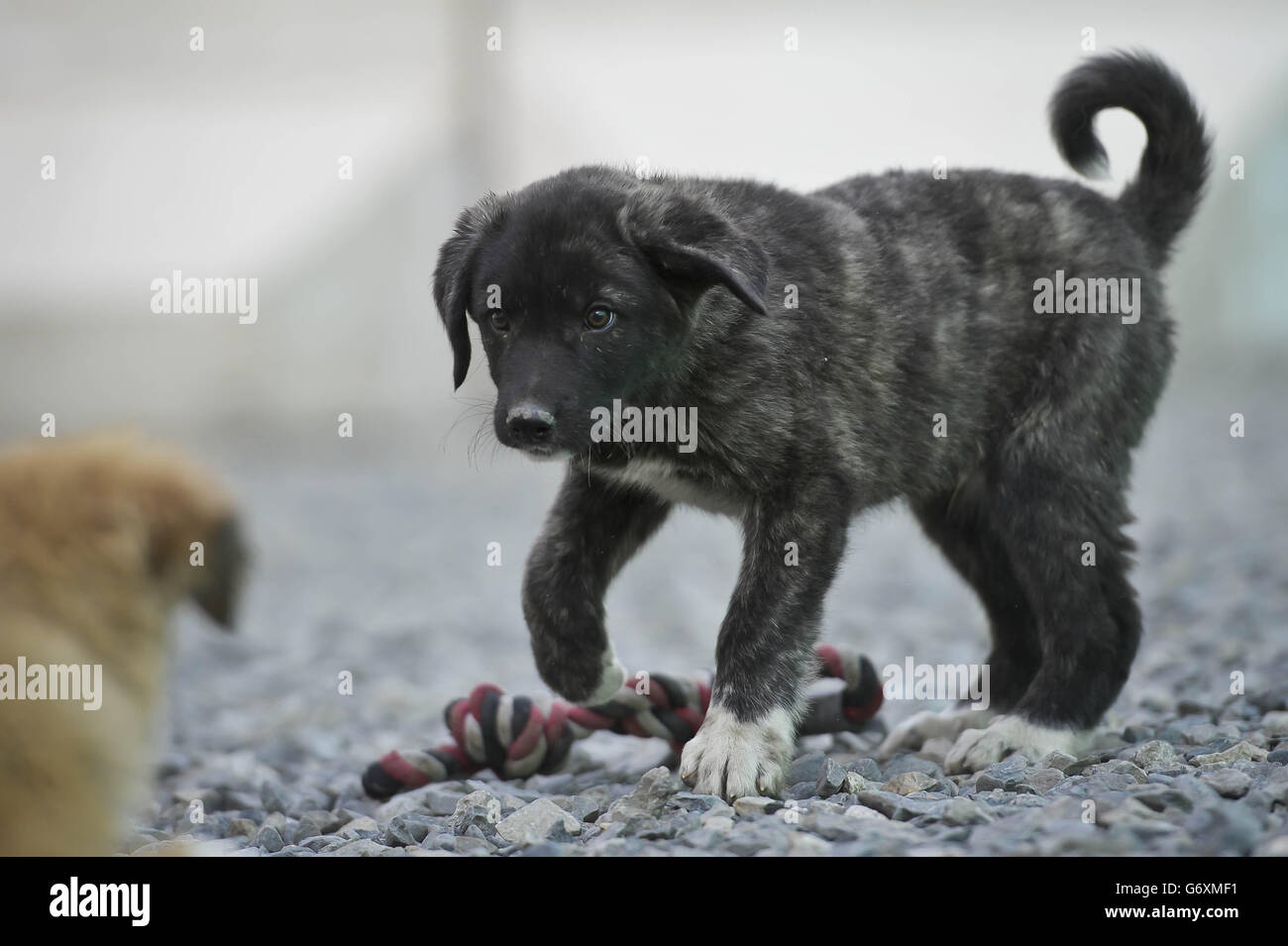 Afghanistan Nowzad Dogs charity Stock Photo - Alamy