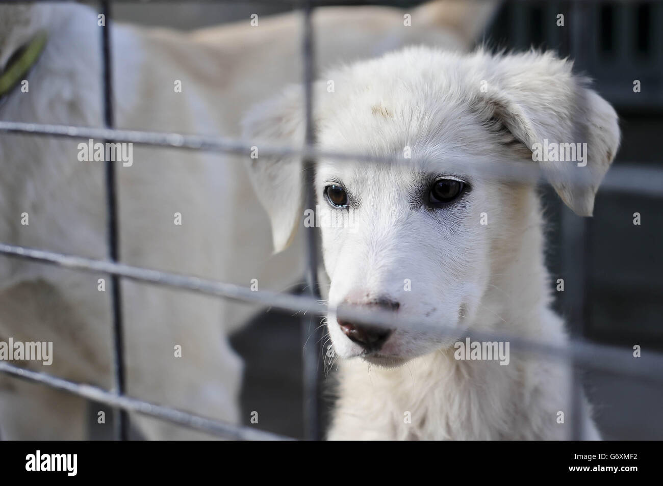 Previously unreleased image dated 12/03/14 of Benson, a 10 week old ...