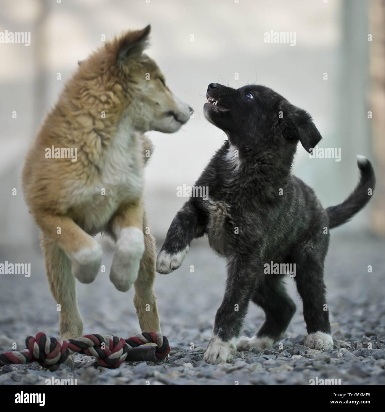 Afghanistan Nowzad Dogs charity Stock Photo - Alamy