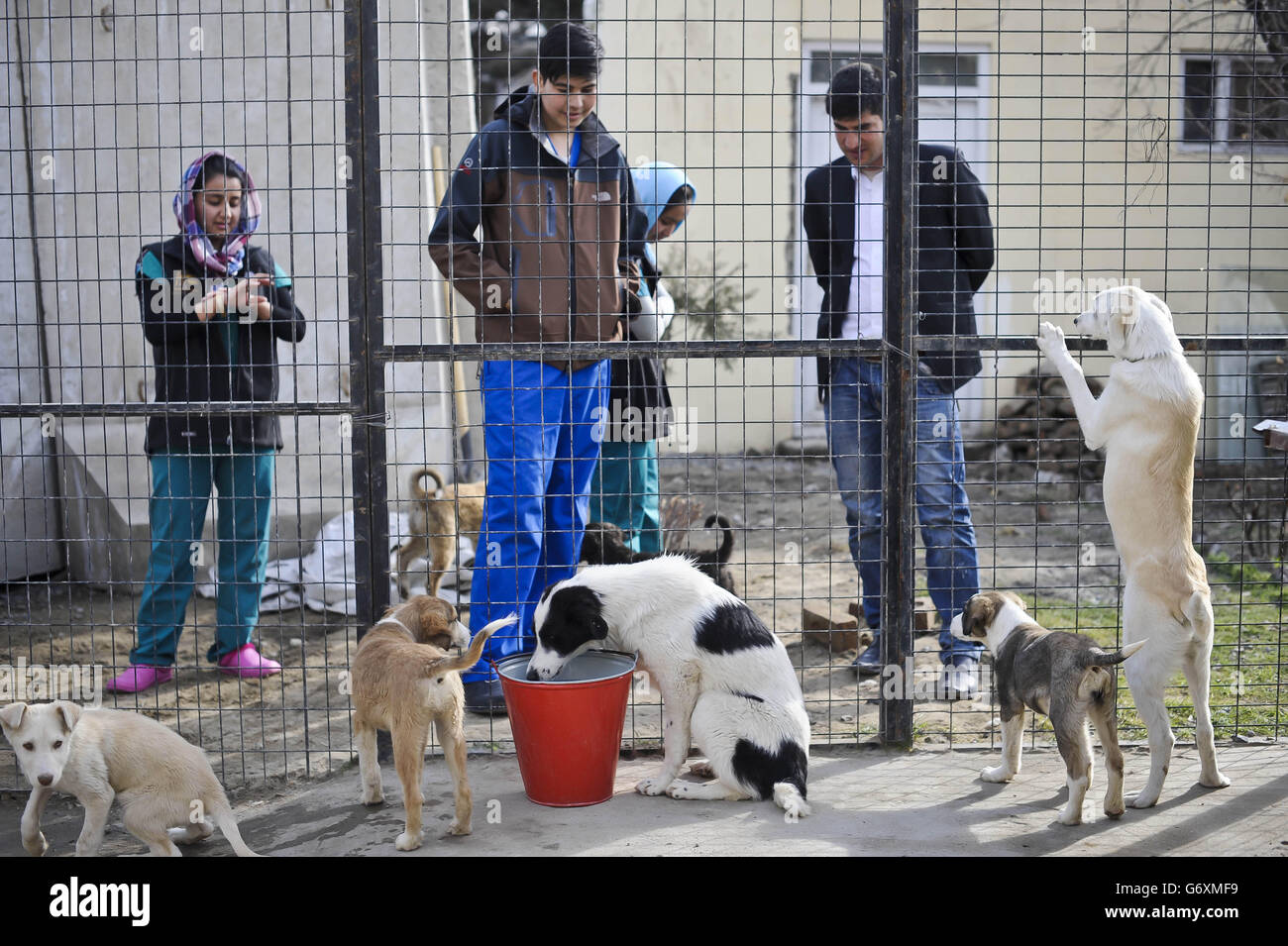 Afghanistan Nowzad Dogs charity Stock Photo - Alamy
