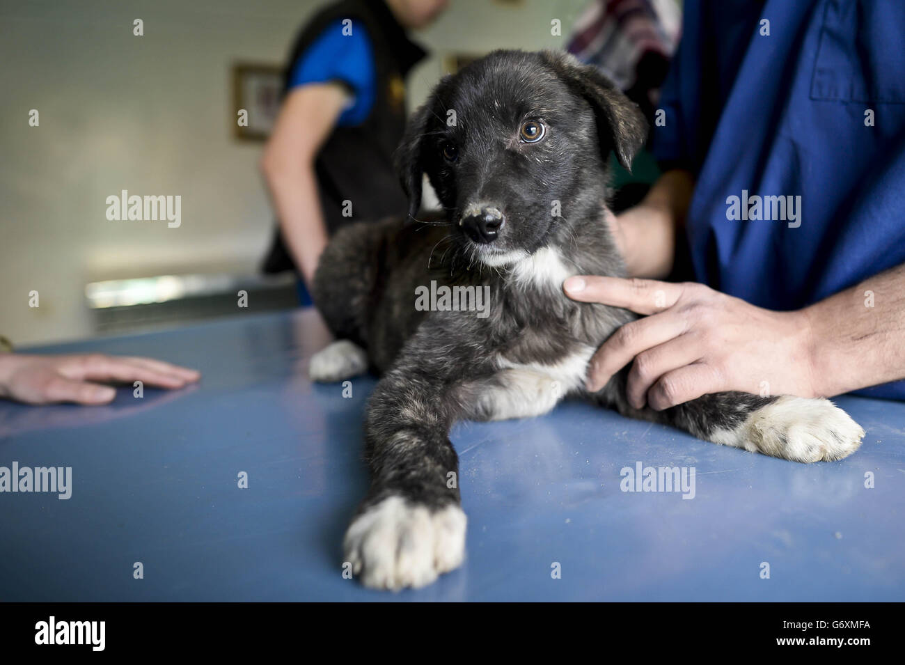 Afghanistan Nowzad Dogs charity Stock Photo - Alamy