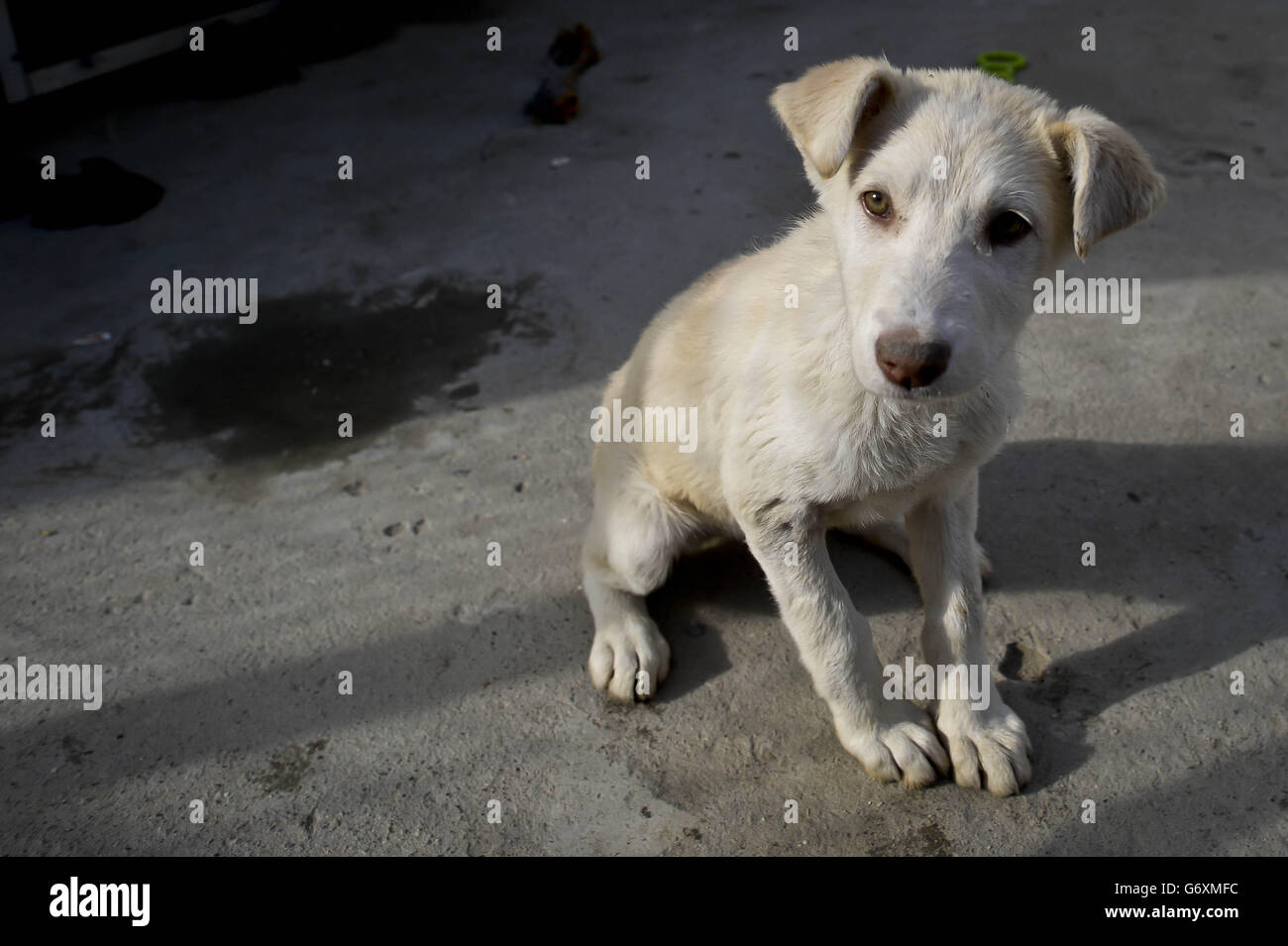 Afghanistan Nowzad Dogs charity Stock Photo - Alamy