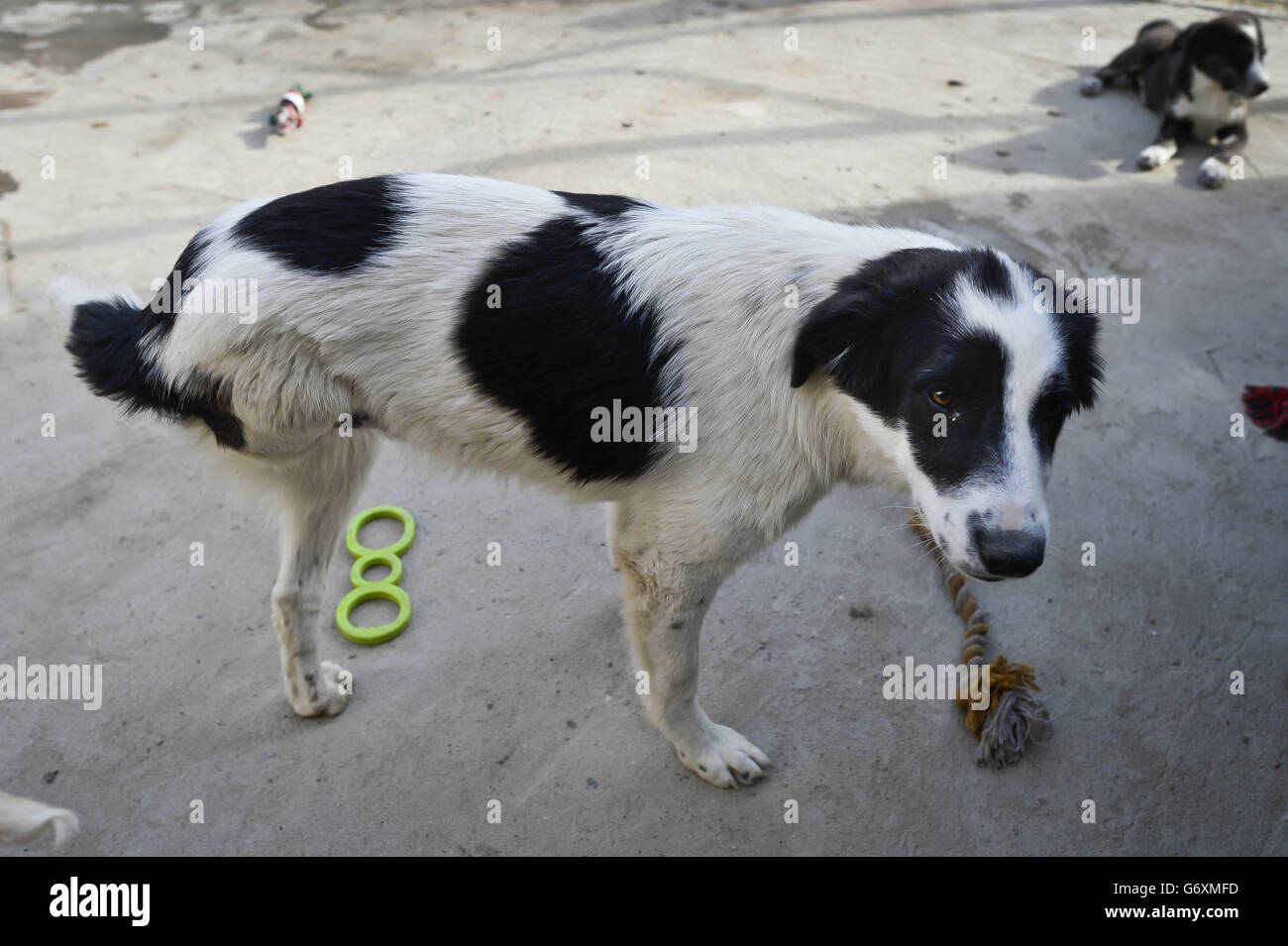 Afghanistan Nowzad Dogs charity Stock Photo - Alamy