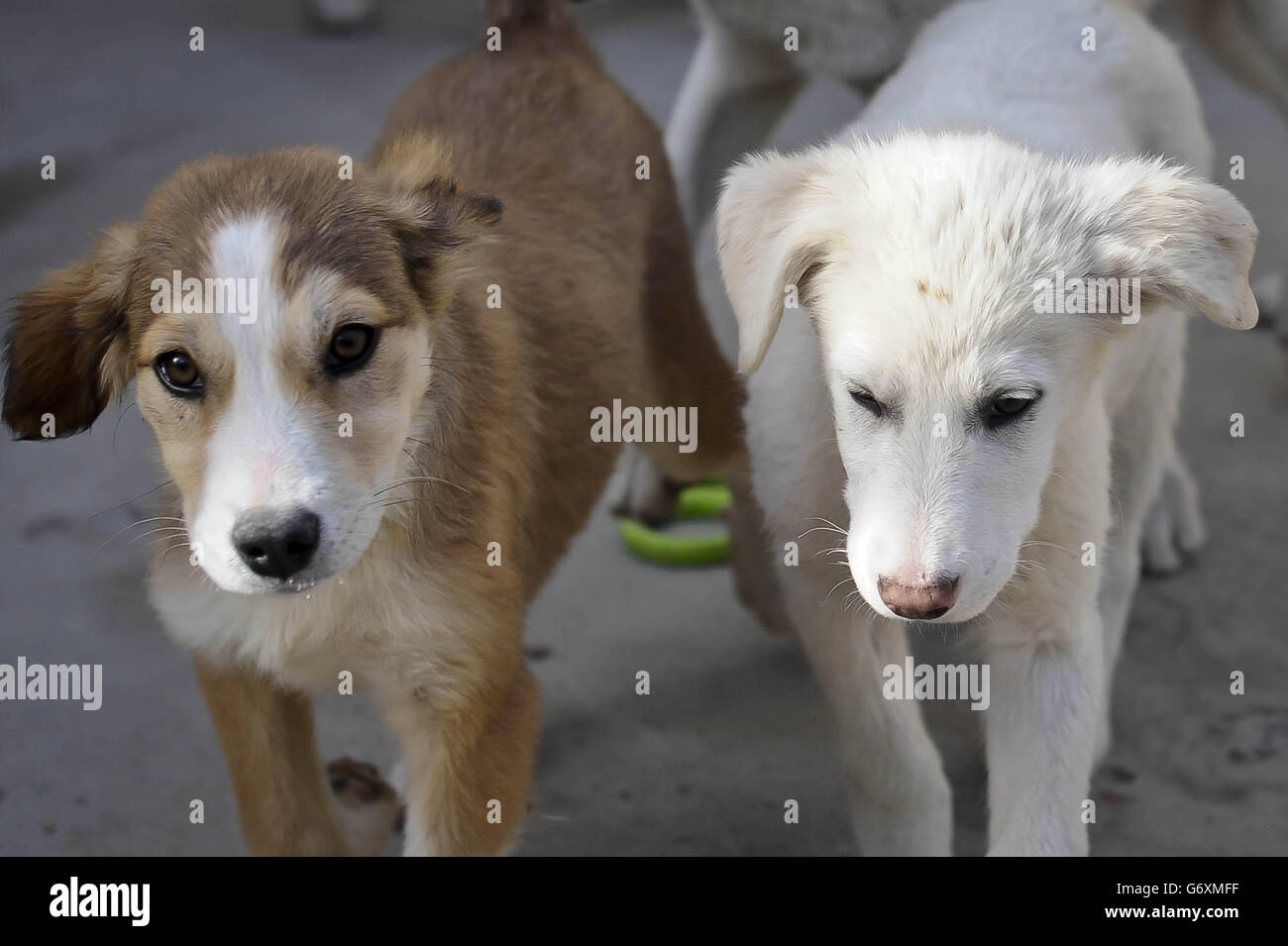 Afghanistan Nowzad Dogs charity Stock Photo - Alamy