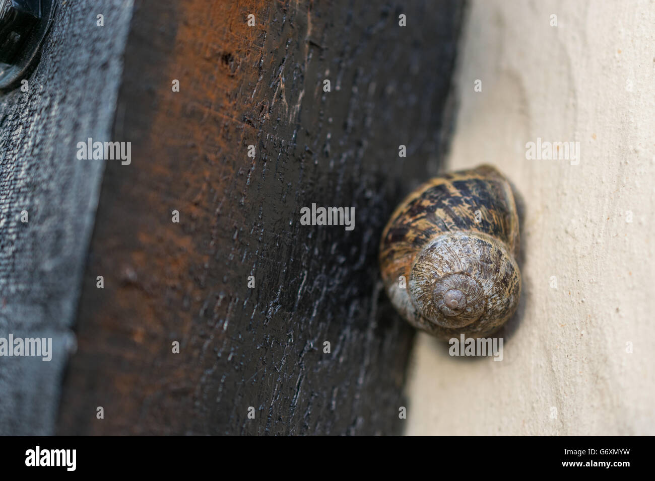 Snail shell on wall hi-res stock photography and images - Alamy