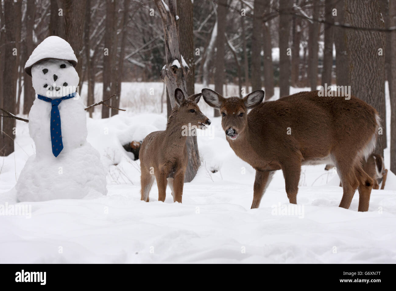 Deer in winter, snowman Stock Photo - Alamy