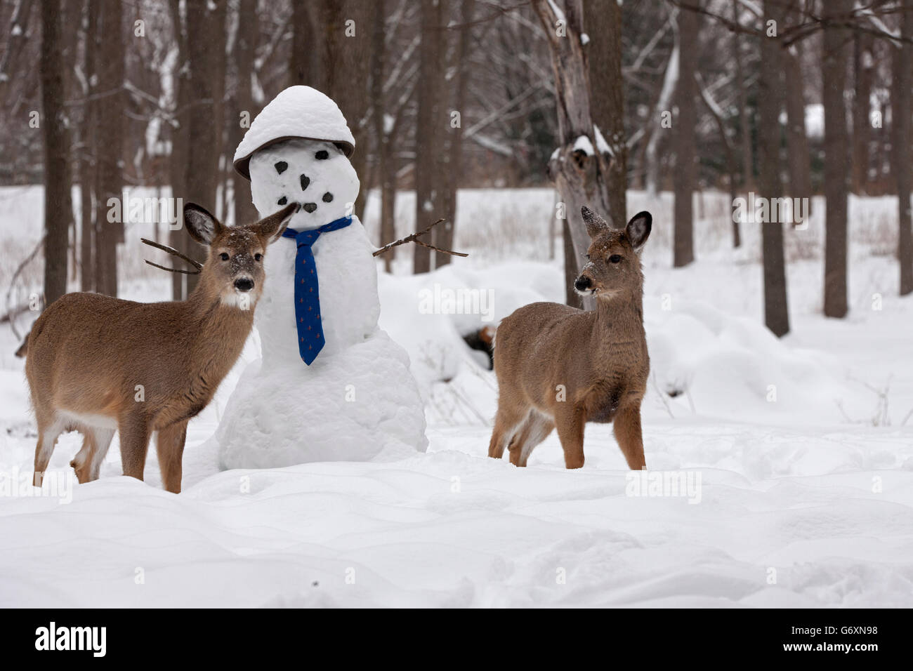 Backyard snow hi-res stock photography and images - Alamy