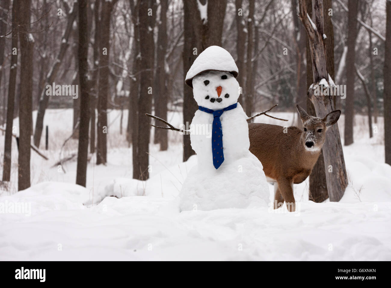 Deer in winter, snowman Stock Photo - Alamy
