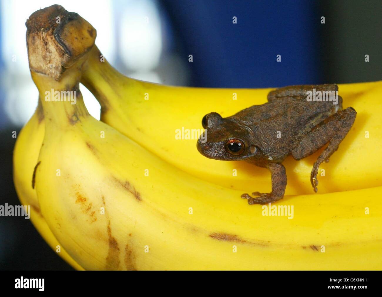 A rare Caribbean tree frog at Blue Reef Aquarium Stock Photo - Alamy