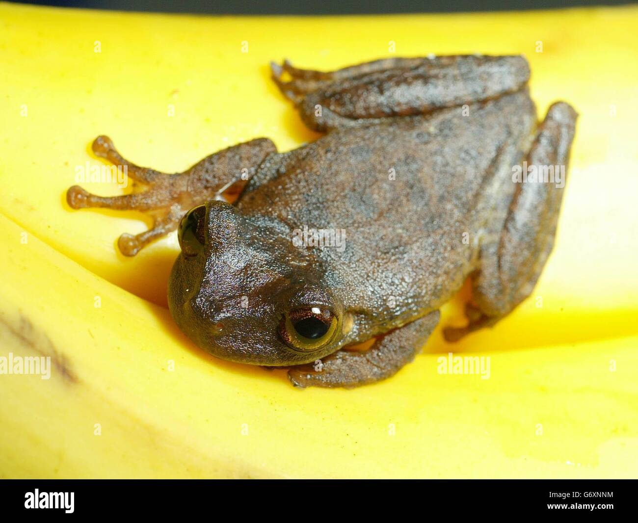 A rare Caribbean tree frog at Blue Reef Aquarium Stock Photo - Alamy